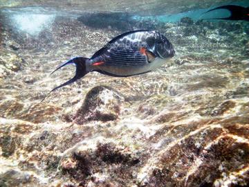 波光鱼-快懂百科