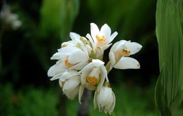 仙笔鹤顶兰-抖音百科