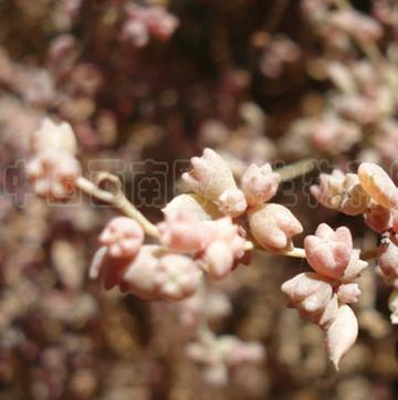 亚麻叶碱蓬-抖音百科