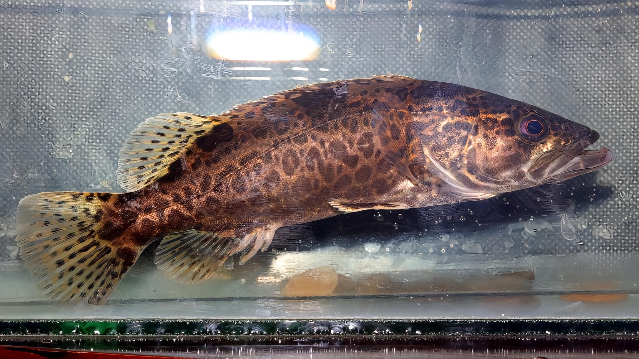 鳜花鱼观赏鱼 - 抖音