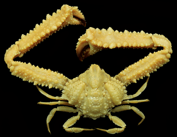 强壮紧握蟹-快懂百科