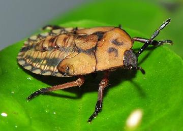 大皱蝽-抖音百科