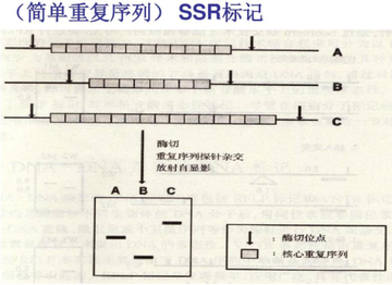 SSR标记-抖音百科